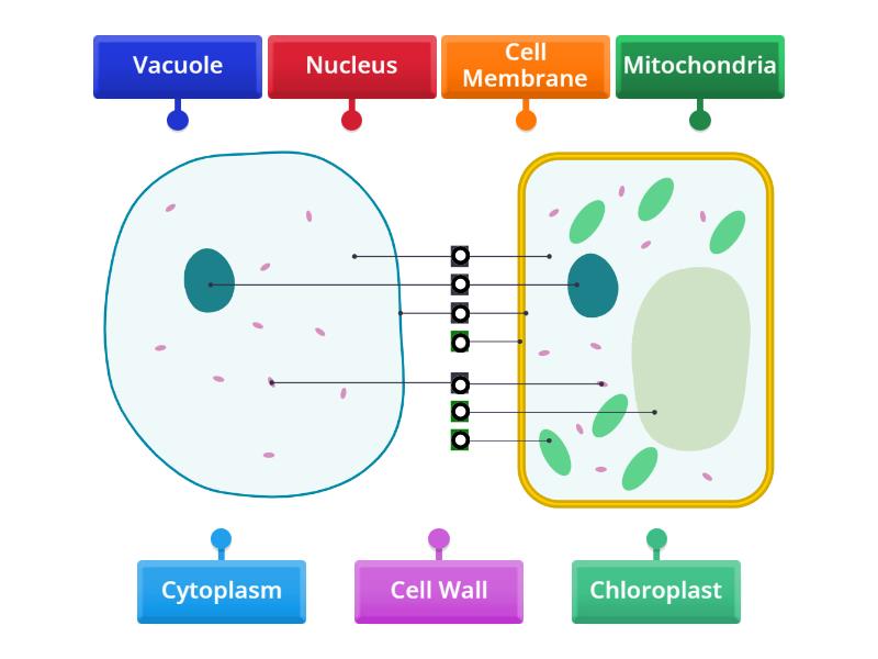 Parts of the Cell - Labelled diagram