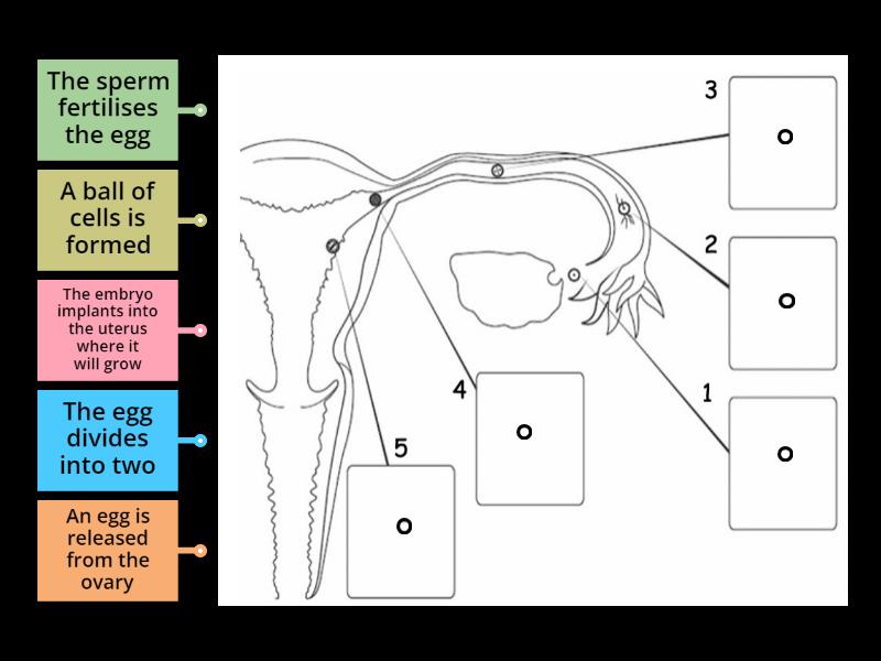 Fertilisation - Labelled diagram