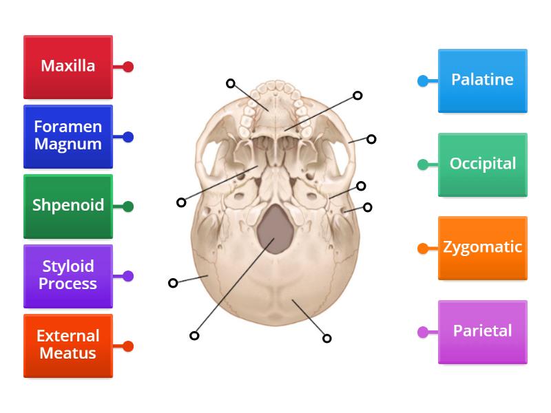 Skull - Inferior View - Labelled diagram