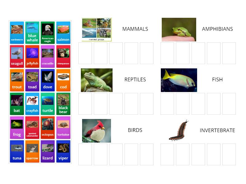 ANIMALS - GROUPS - Group sort