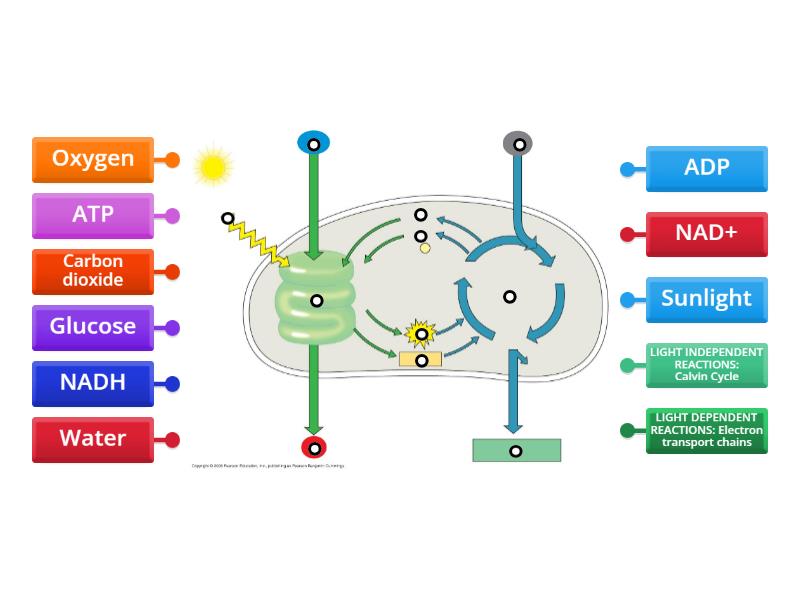 Photosynthesis: Label the Diagram - Labelled diagram