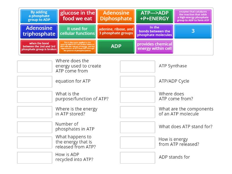 ATP Structure and Cycle Review - Une las parejas
