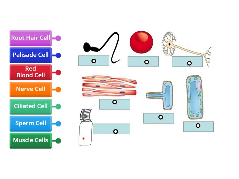 Specialised Cells - SCAFFOLD - Labelled diagram