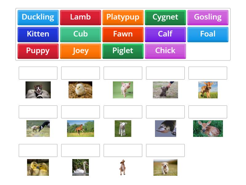 Baby animals - Match up