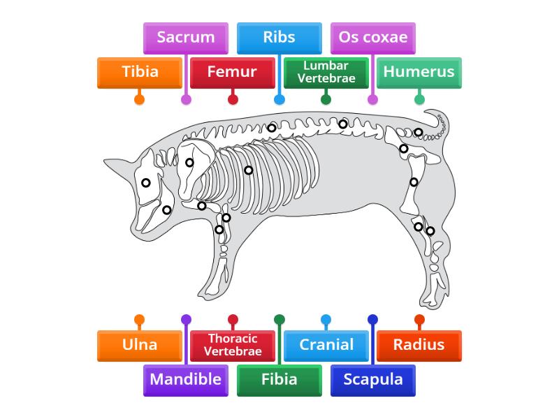 Pick Over The Bones: Pig Edition - Labelled diagram