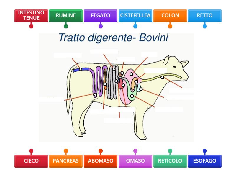L'APPARATO DIGERENTE DELLA MUCCA - Labelled diagram