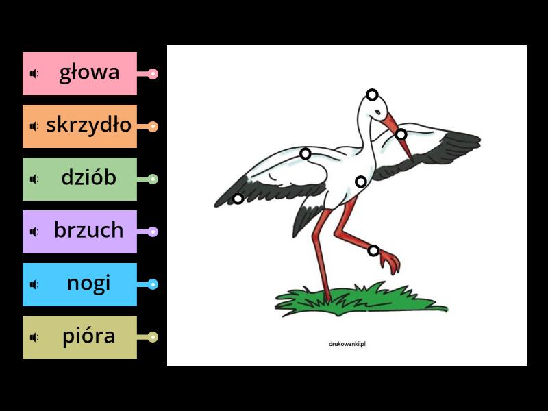 Bocian - Labelled diagram
