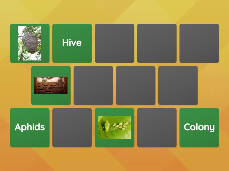 G3 Science - Chapter 3 Review - Matching pairs