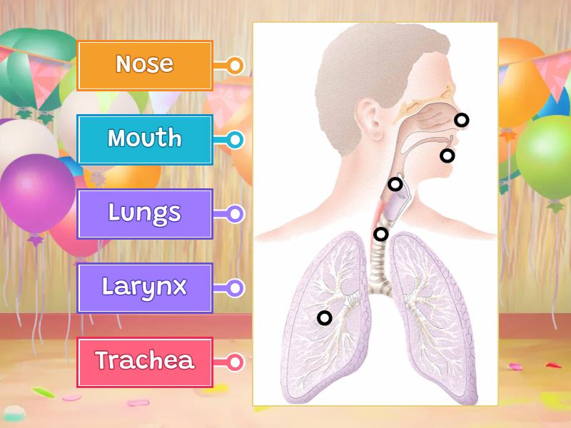 Respiratory System Labeling - Labelled diagram