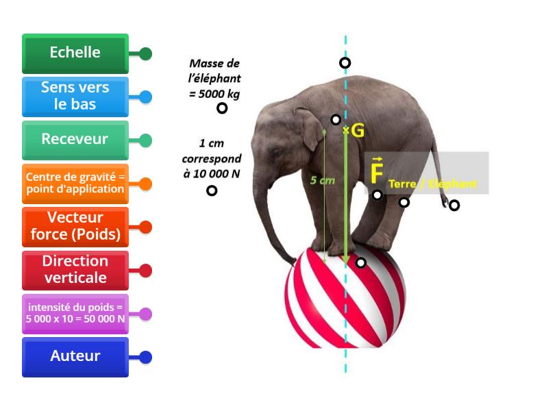 Représentation du poids - Labelled diagram