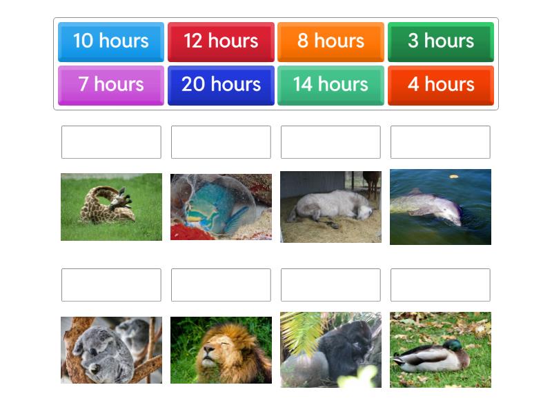 How do Animals Sleep? - Une las parejas