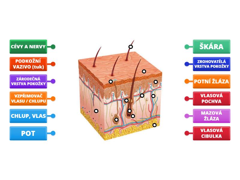 Př-9 KŮŽE (stavba a popis) - Označený diagram