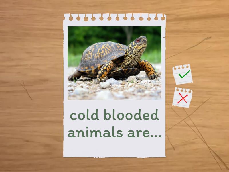 SCIENCE- vertebrates, invertebrates, reptiles, amphibians - Flash cards