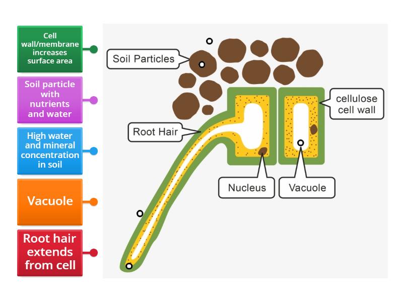 Roots and root hairs - Labelled diagram