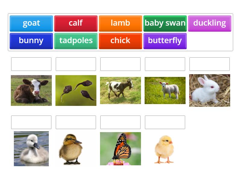 Spring Animals (HA) - Match up