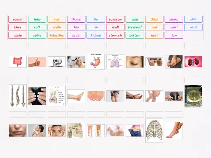 Solutions Intermediate 3A Body Parts and Organs - Match up