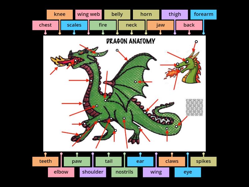Dragon Anatomy - Practise Time - Labelled diagram