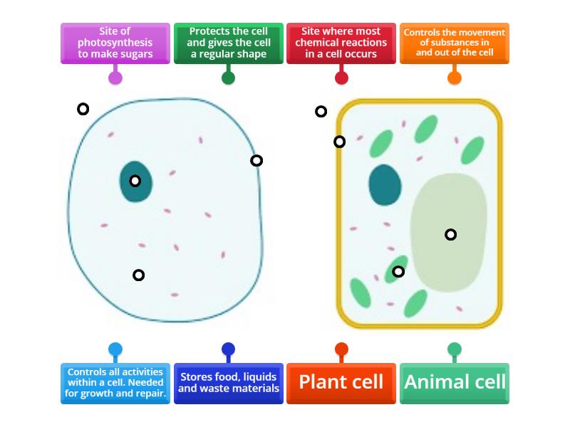 Animal and plant cell (level 2) - Labelled diagram