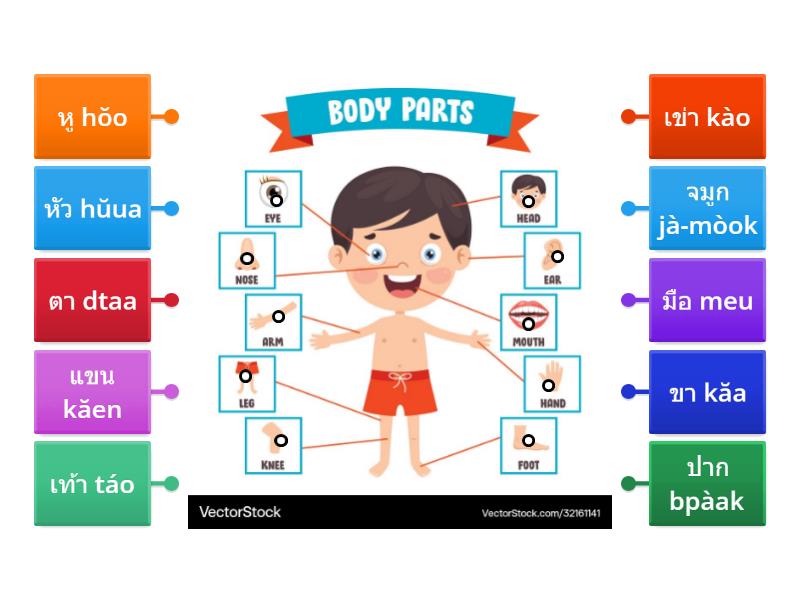 SIRI: Body Parts - Labelled diagram