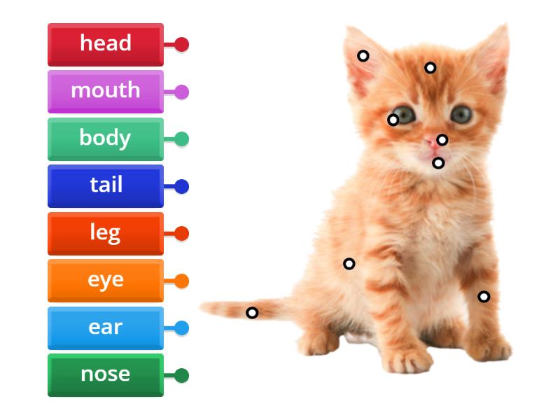 Parts of the body (cat) - Labelled diagram