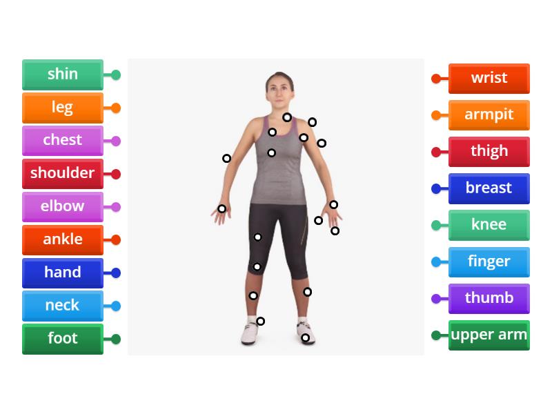 B1. Body parts - Labelled diagram