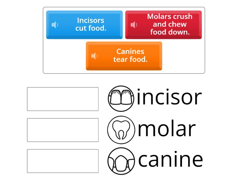 Types of teeth - Match up