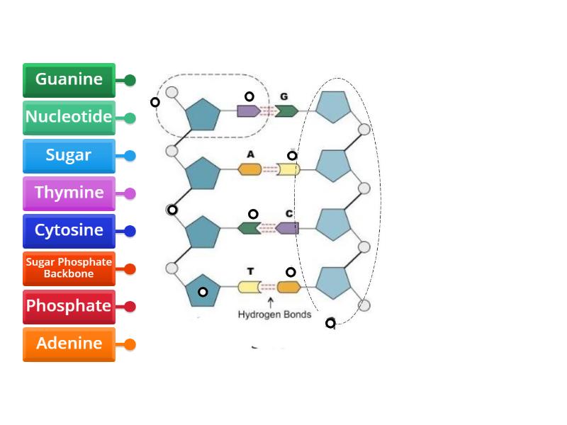 Structure of DNA - Diagrama con etiquetas