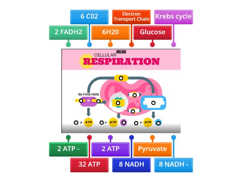 Cellular Respiration Graphic Organizer - Labelled diagram