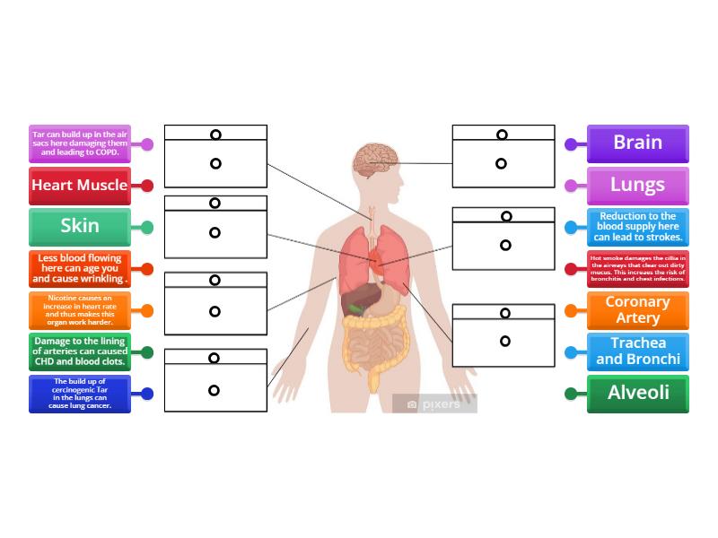 Smoking, Organs And Disease - Labelled diagram