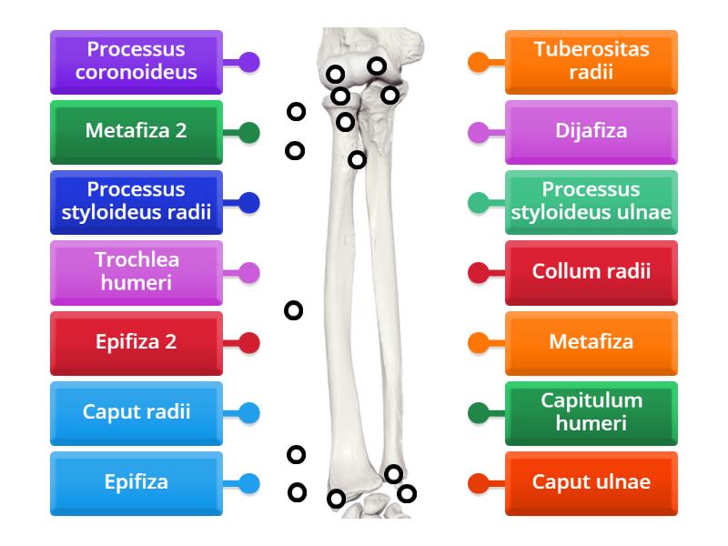 Ulna i radius - Labelled diagram