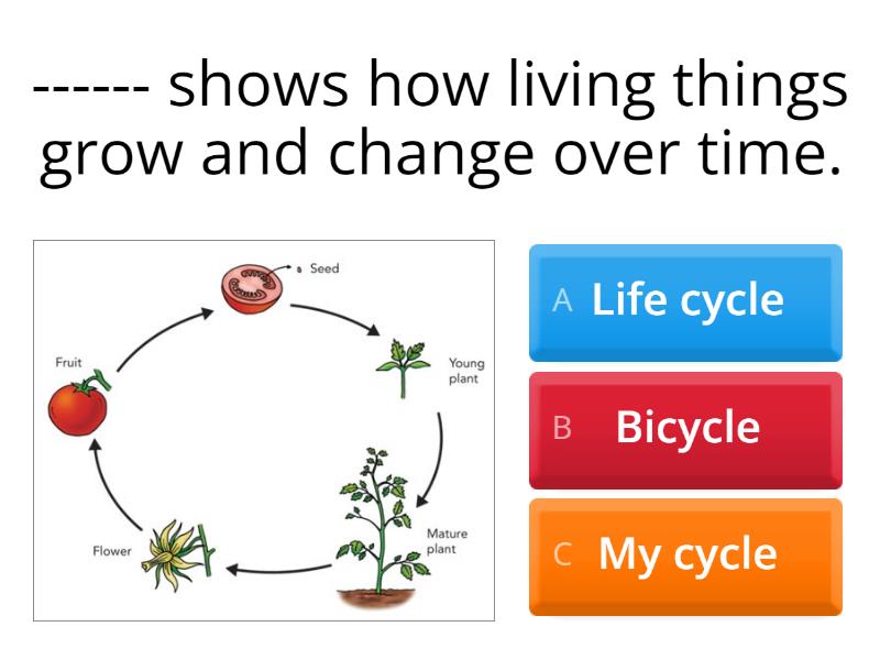 Revision - Grade 3 Science Copy - Quiz