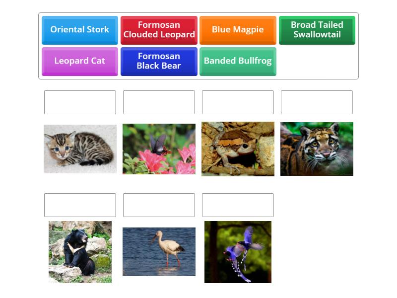 Taiwan Animals - Match up