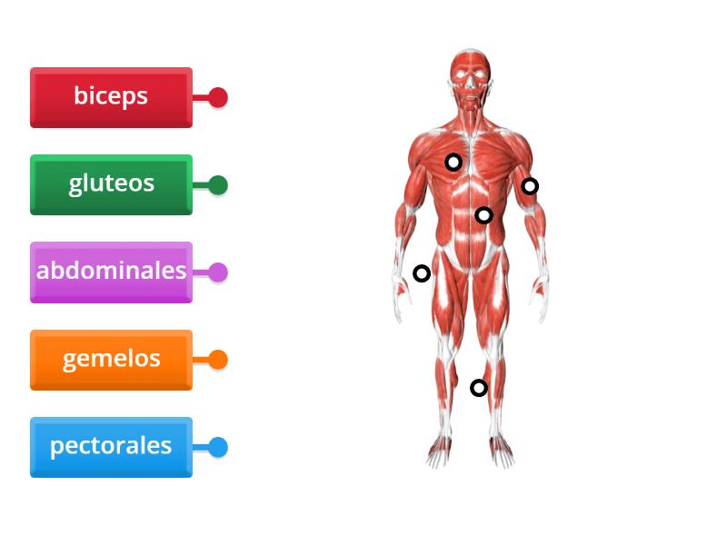 SEÑALA LOS MUSCULOS - Labelled diagram
