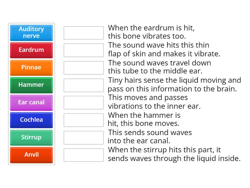Ear and its Functions - Match up