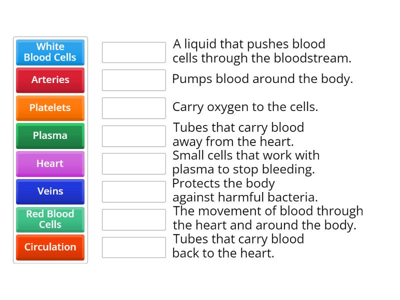 Circulatory System - Match up