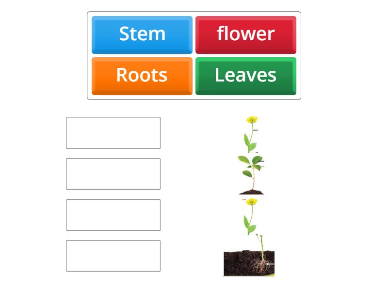 Parts of a plant - Match up