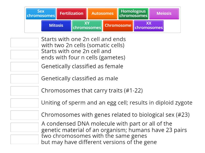 Meiosis Vocabulary - Une las parejas