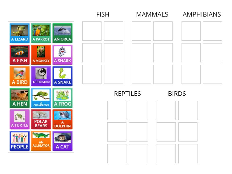 3C BIOLOGY FISH MAMMALS REPTILES AMPHIBIANS BIRD - Group sort