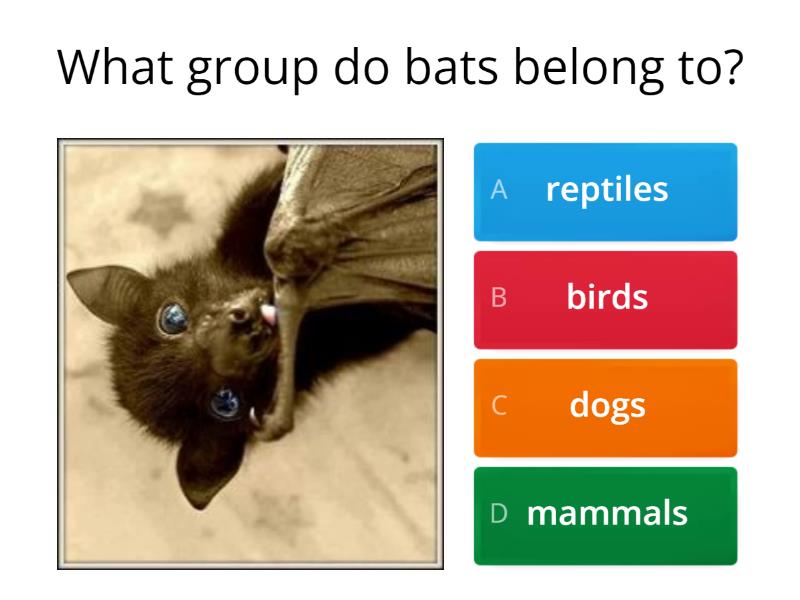 Bat - Quiz