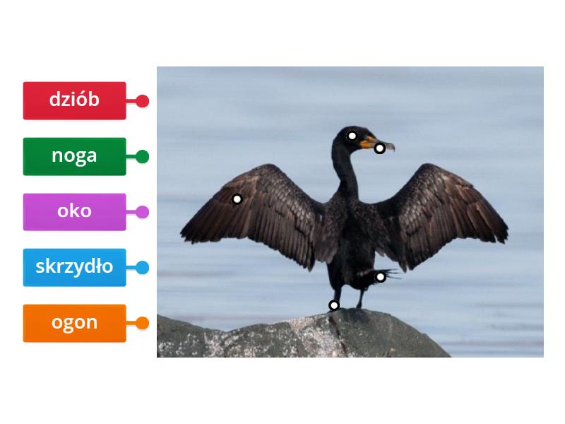 Budowa ptaka - Labelled diagram