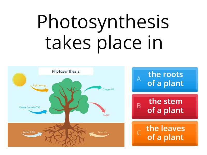 photosynthesis - Quiz