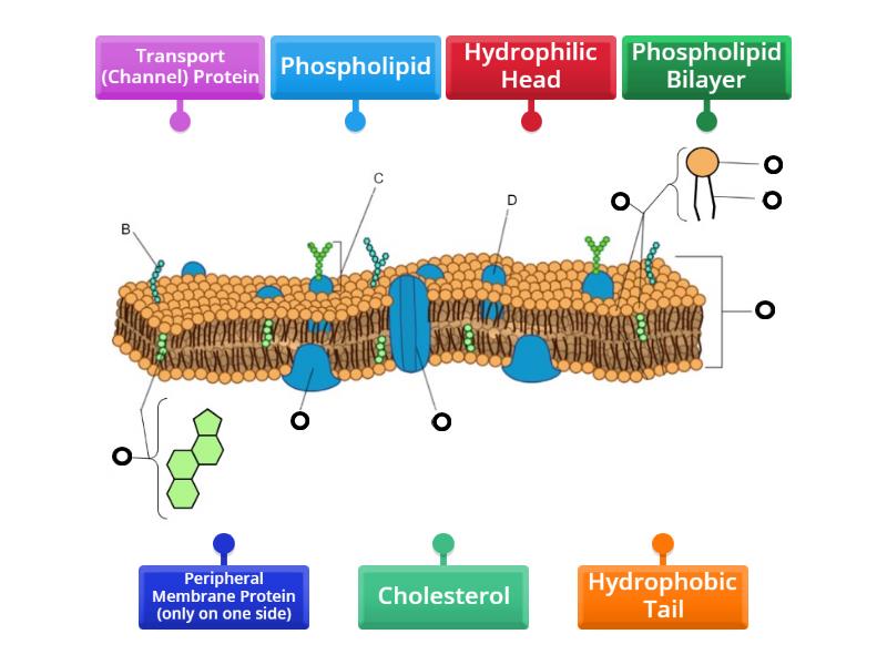 Cell Membrane Labeling - Labelled diagram