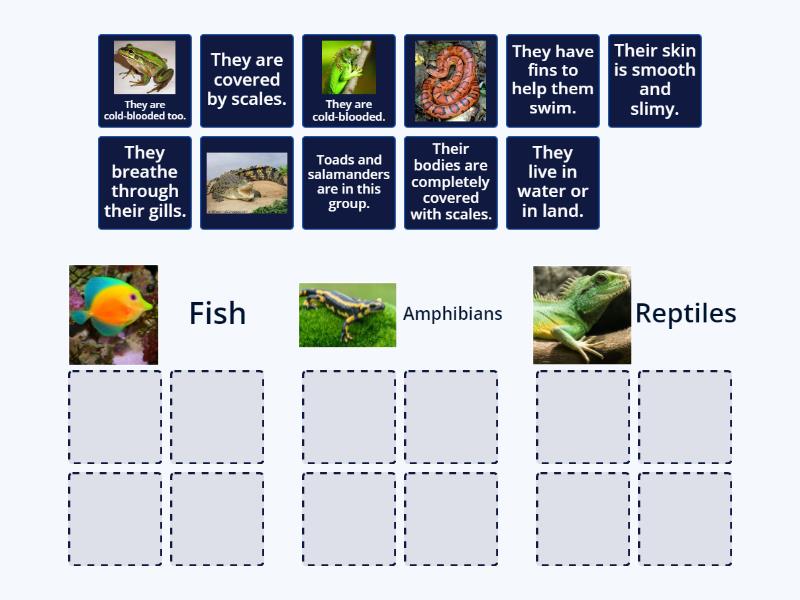 CLASSIFY:Fish, amphibians, reptiles. - Group sort