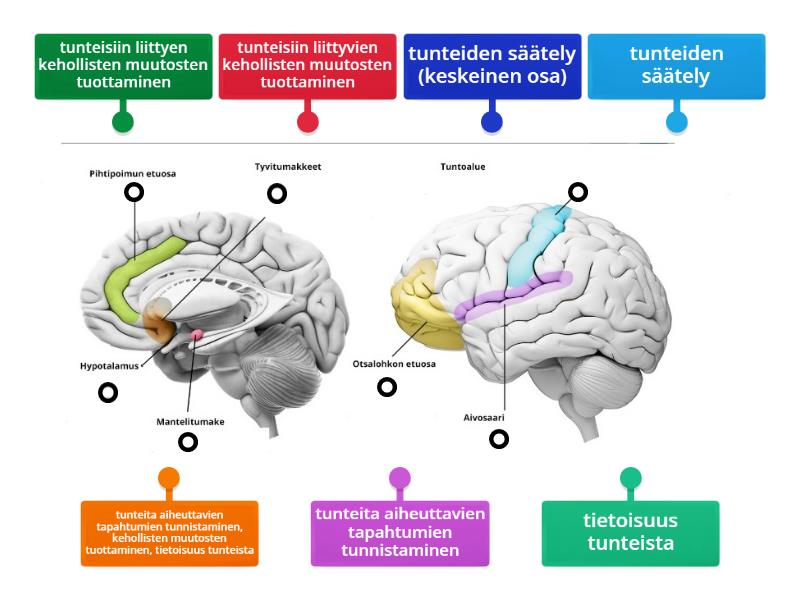Tunteet aivoissa - Labelled diagram