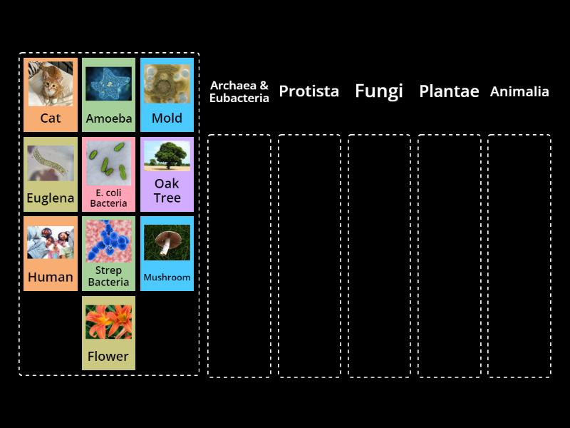 Kingdom Sorting Challenge - Group sort
