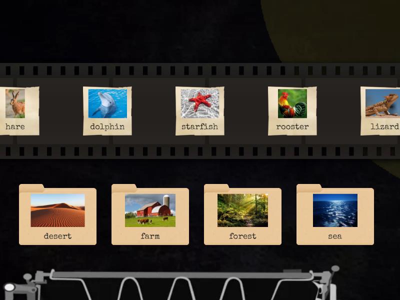 animal sorting - Speed sorting