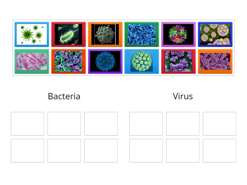 Bacteria or Virus? - Group sort