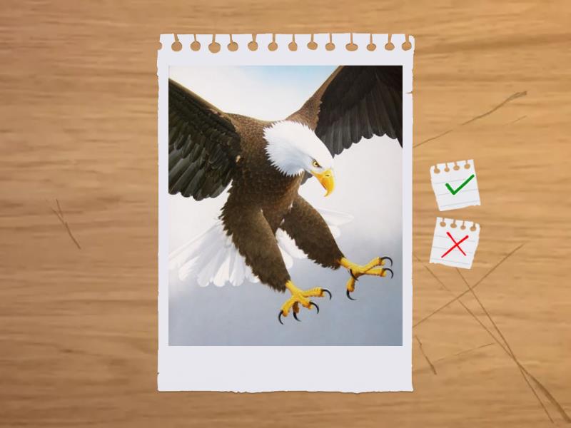 Endangered animals - Flash cards