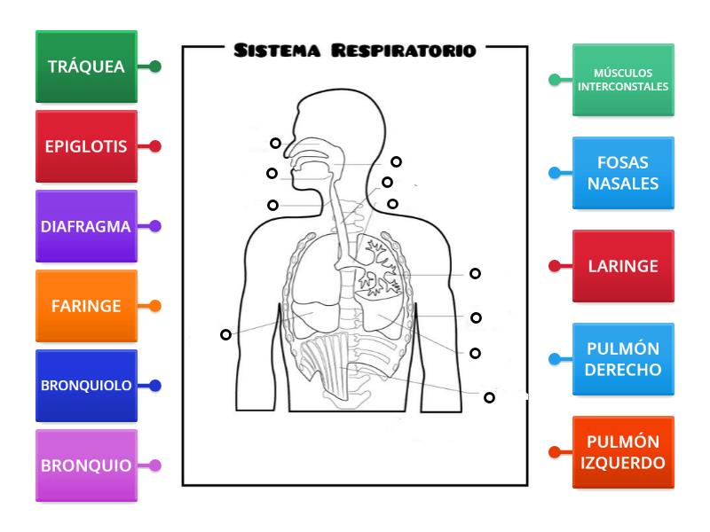 SISTEMA RESPIRATORIO - Diagrama con etiquetas