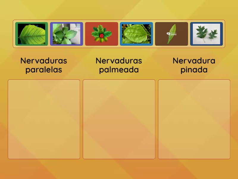 Clasificación de Hojas por Nervaduras - Categorías